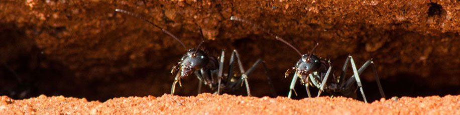 Goldfields pest control | Get Your Local Bugger